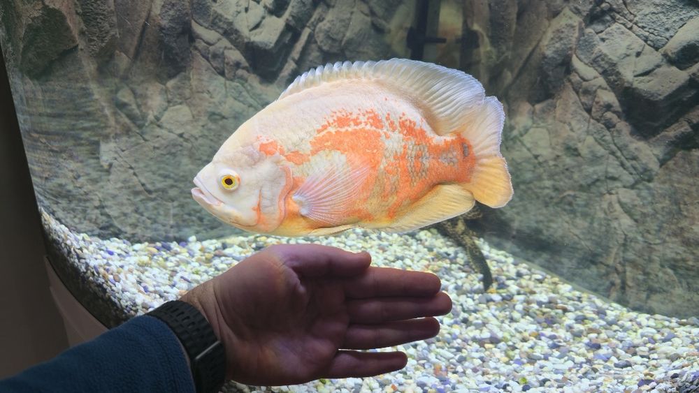 Acvariu juwel trigon peste Oscar si gibi Bucuresti Sectorul 4 • OLX.ro