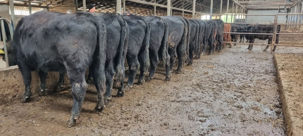 Vaci, juninci, tauri ANGUS Odoreu • OLX.ro