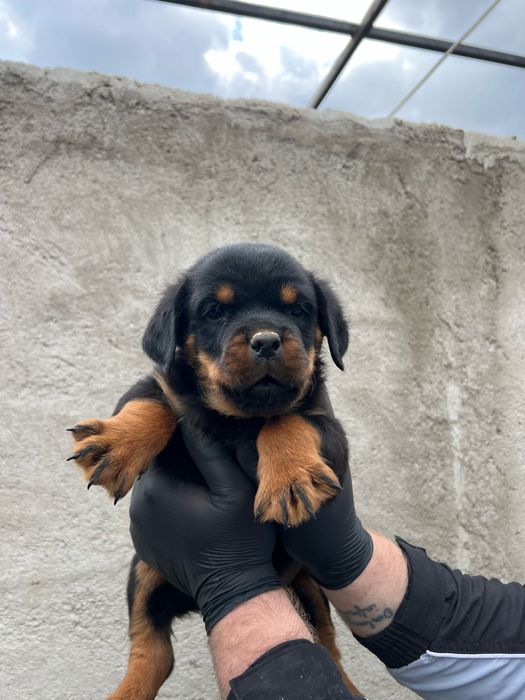 Puii rottweiler cu pedigree Urlati • OLX.ro