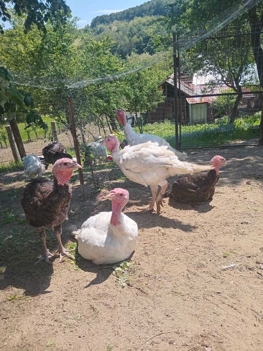 Vand pui de curca Bulbuceni • OLX.ro