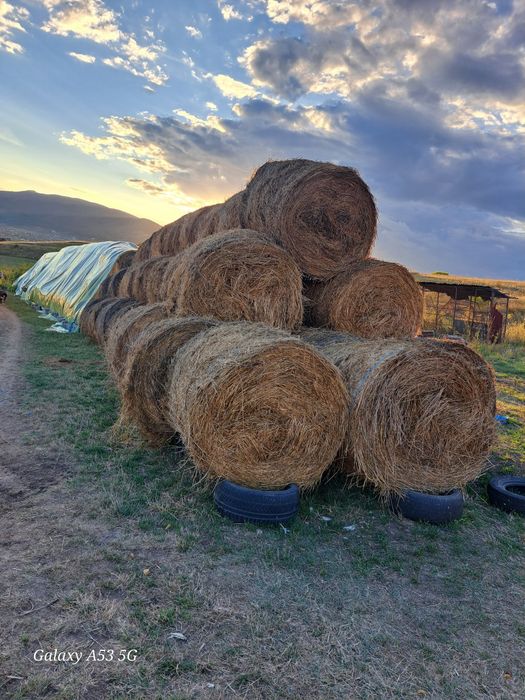 Vand 300 de baloti Barabant • OLX.ro