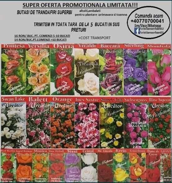 Oportunitate Butasi trandafiri tuia seminte legume gust etc Iasi • OLX.ro