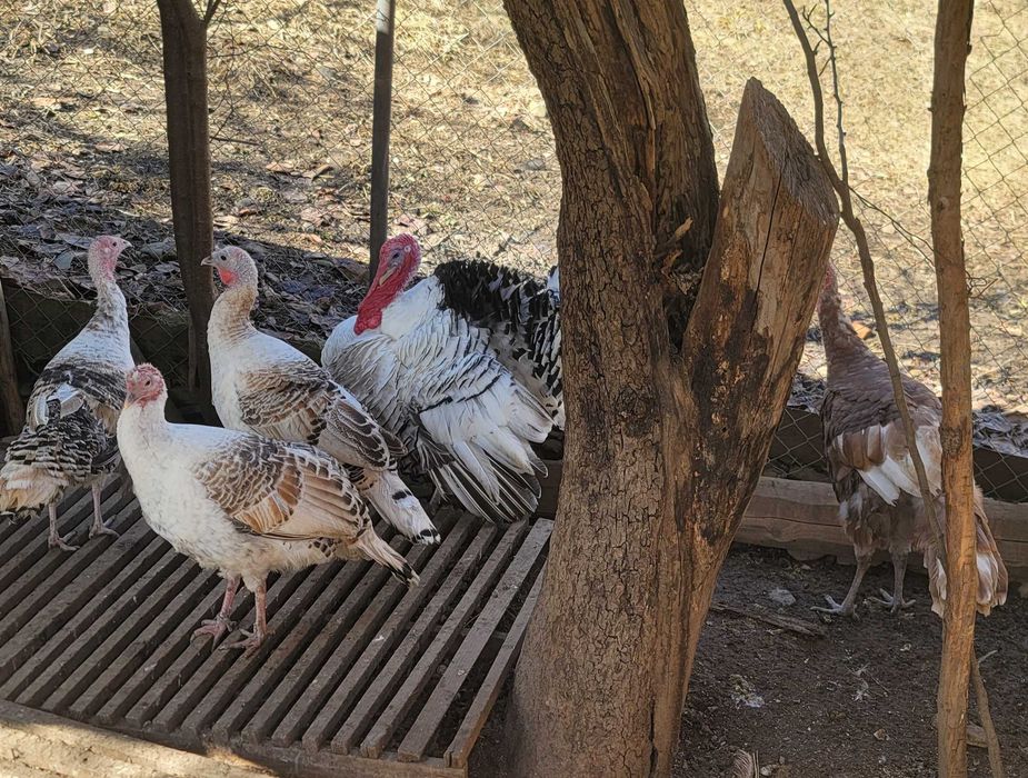 Ouă de curca pentru incubat/puisori de curca sau pui de curca de carne ...