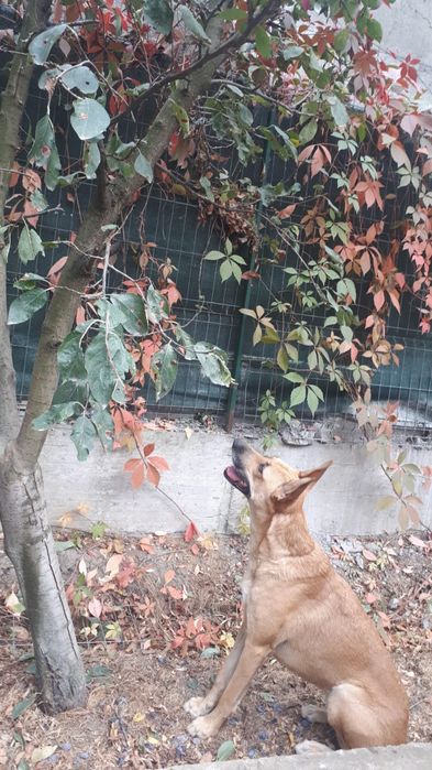 Adoptă un Metis Malinois Plin de Iubire !! Catel, Caine, Femelă Varteju ...