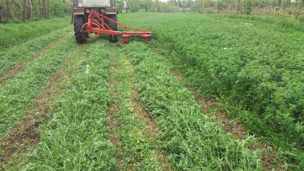 Baloti lucerna 2023 Puiesti • OLX.ro