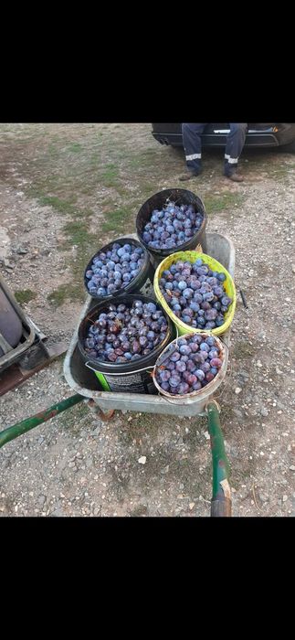 Vand borhot de prune Zalau • OLX.ro