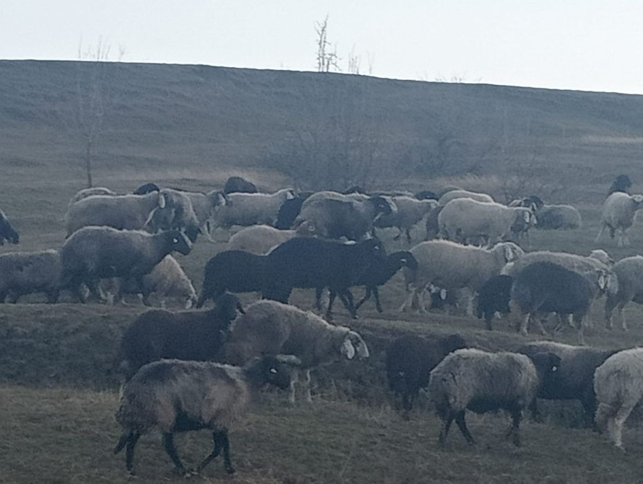Vand 30 oi Karacul gestante negre și brumării trecute în COP principal ...