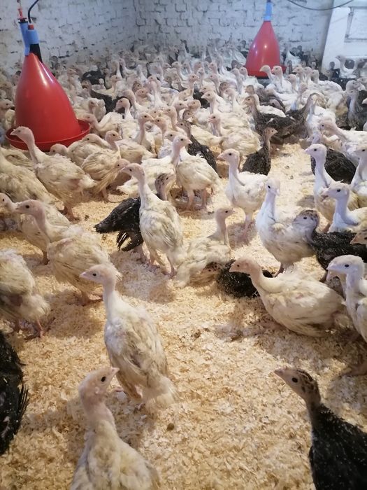 Pui zburati de gaina si dr curca Malureni • OLX.ro