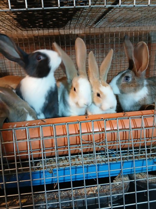 Hycole francez pui Zimandcuz • OLX.ro