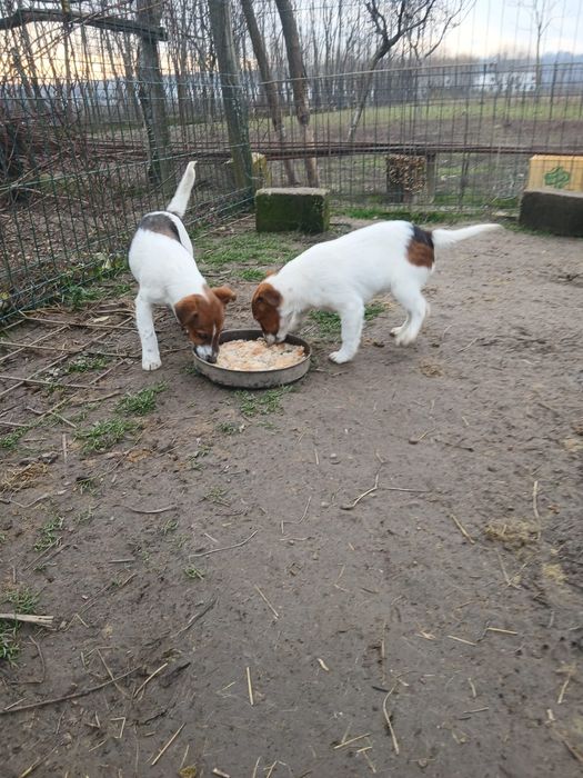 Cățeluși Fox Terrier cu par neted Deparazitați si va Piscani • OLX.ro