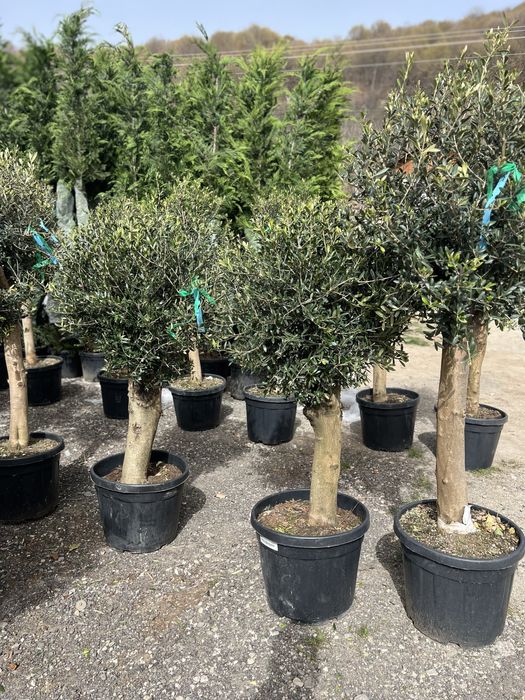 Evounimous photinia maslin bonsai leylandi Craiova • OLX.ro