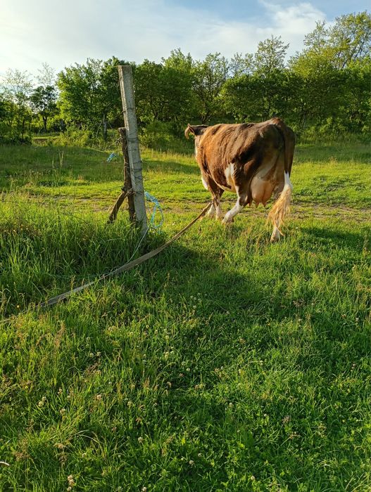 Vacă de lapte de vânzare Crainimat • OLX.ro