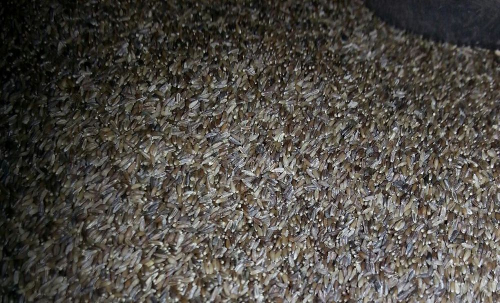 Seminte Musetel, Musetel Roman, Chamaemelum Nobile, Matricaria Nobile ...