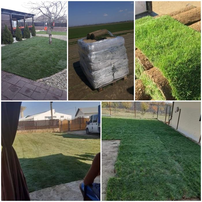 Plante ornamentale gazon rulou piatra naturala Targoviste • OLX.ro