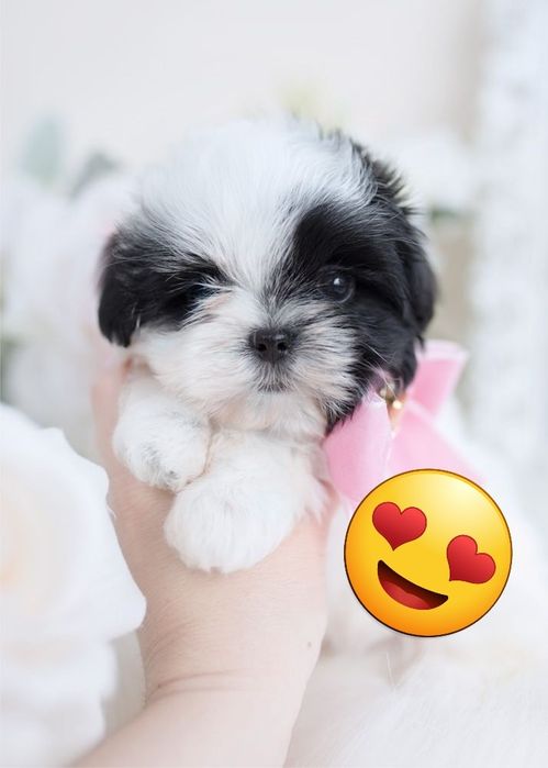 Shih tzu mini toy Bucuresti Sectorul 3 • OLX.ro