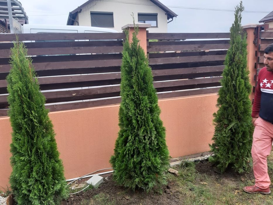 Tuia 1.8 - 2m / vand tuhja smarald. Pepinirea de plante ornamentale ...