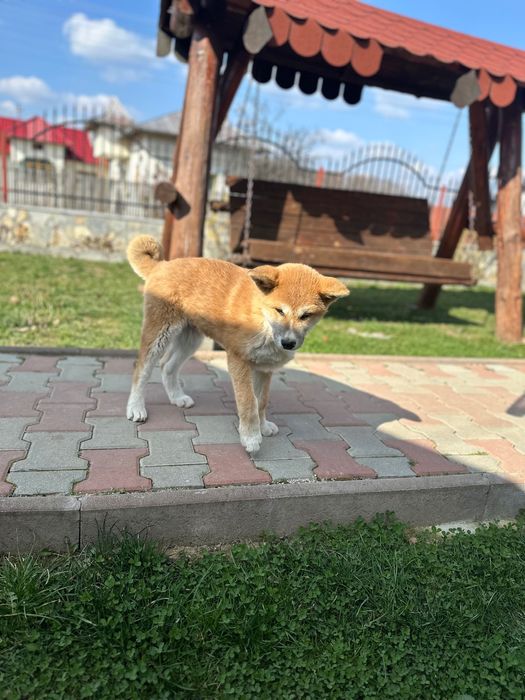 Akita Inu - Mascul Pitesti • OLX.ro
