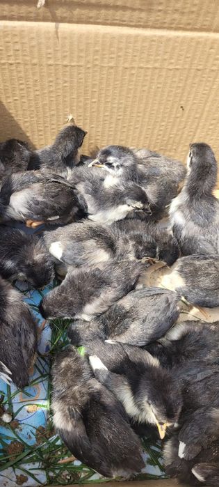 Pui australorp scosi pe 26 aprilie Bucuresti Sectorul 6 • OLX.ro