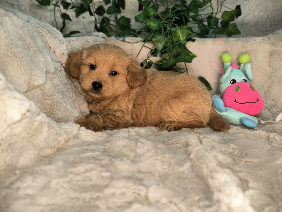 Vand mascul Goldendoodle Oradea • OLX.ro