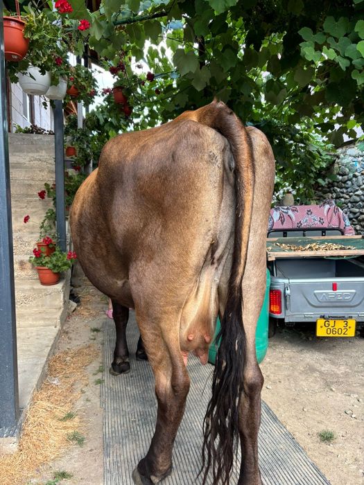 Vand vaca cu lapte 5500 Plesa • OLX.ro