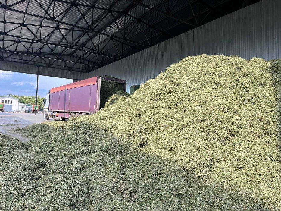 Baloti de lucerna premium, deshidratata, fara boli, praf, impuritati ...