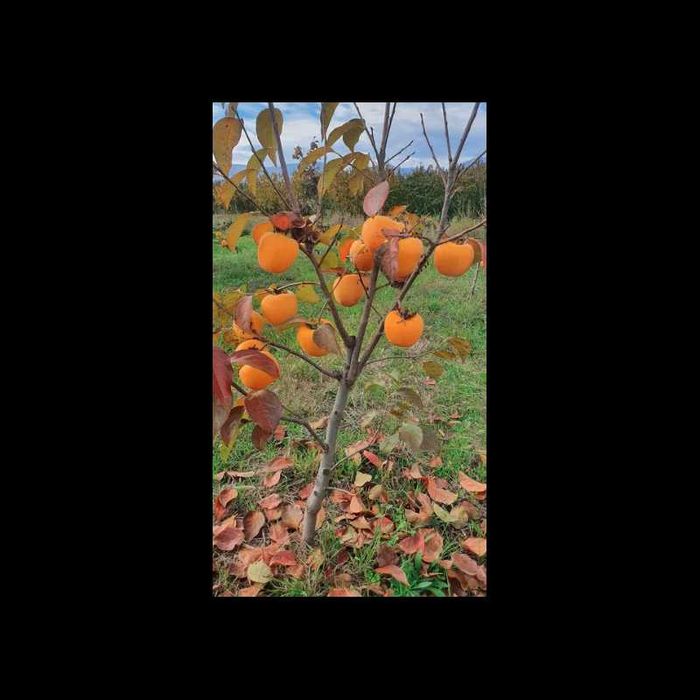 Peri/Meri/Ciresi/ Visini. Columnari.Livram in toata tara. Piatra-Olt ...