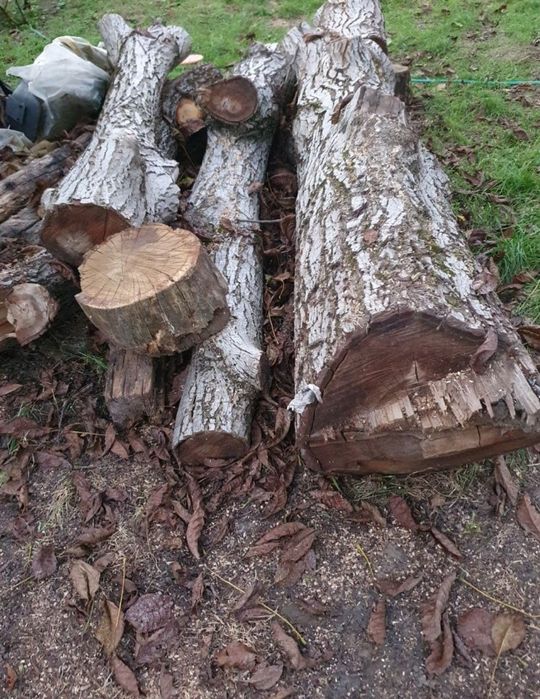 Trunchi lemn de nuc cherestea scandura mobila blat Cluj-Napoca • OLX.ro