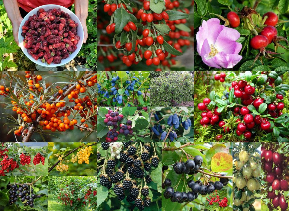 Fructe padure ghiveci Zmeur-mur Goji Corn Maces Catina Mur Afin Aronia ...