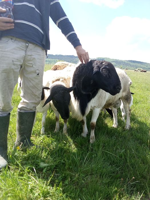 Berbeci dorper de diferite varste Vicovu de Jos • OLX.ro
