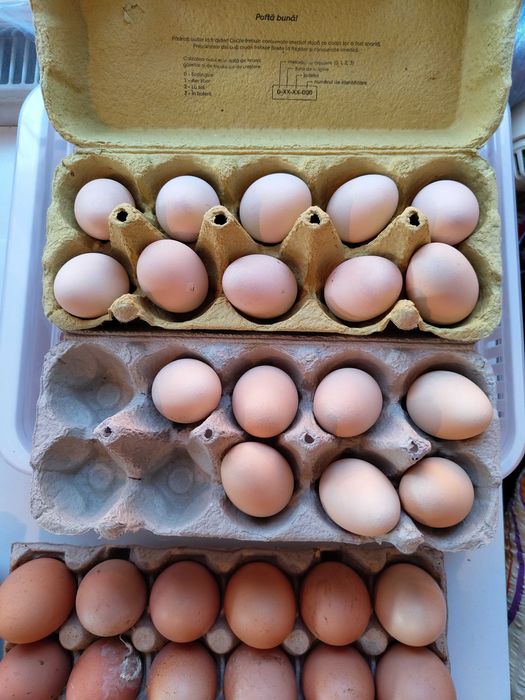 Oua de incubat mătase japoneza Mioveni • OLX.ro