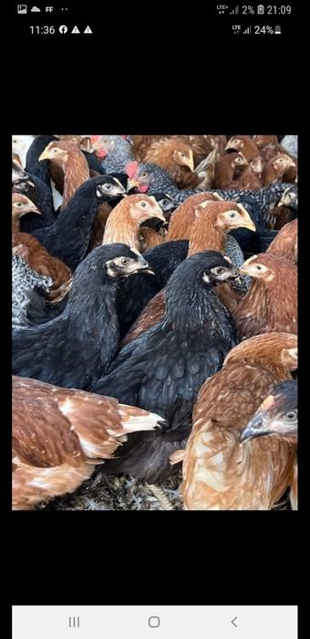 Pui de carne și pui mixt Paulesti • OLX.ro