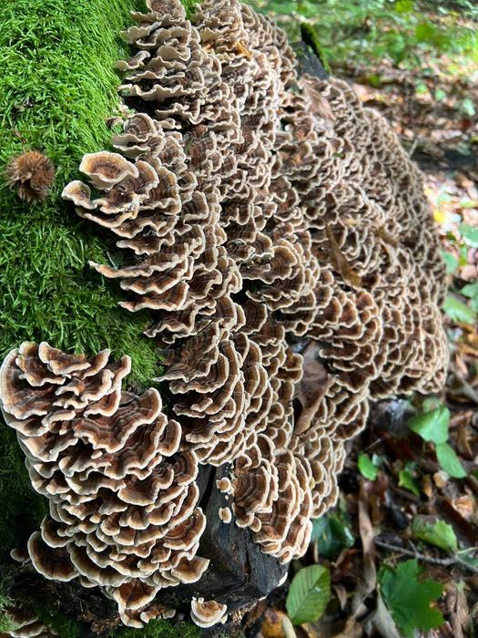 Ciuperca Coada de curcan si Iasca pentru albine Botosani • OLX.ro