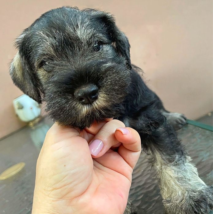 Schnauzer pitic sare si piper cu pedigree Pancota • OLX.ro