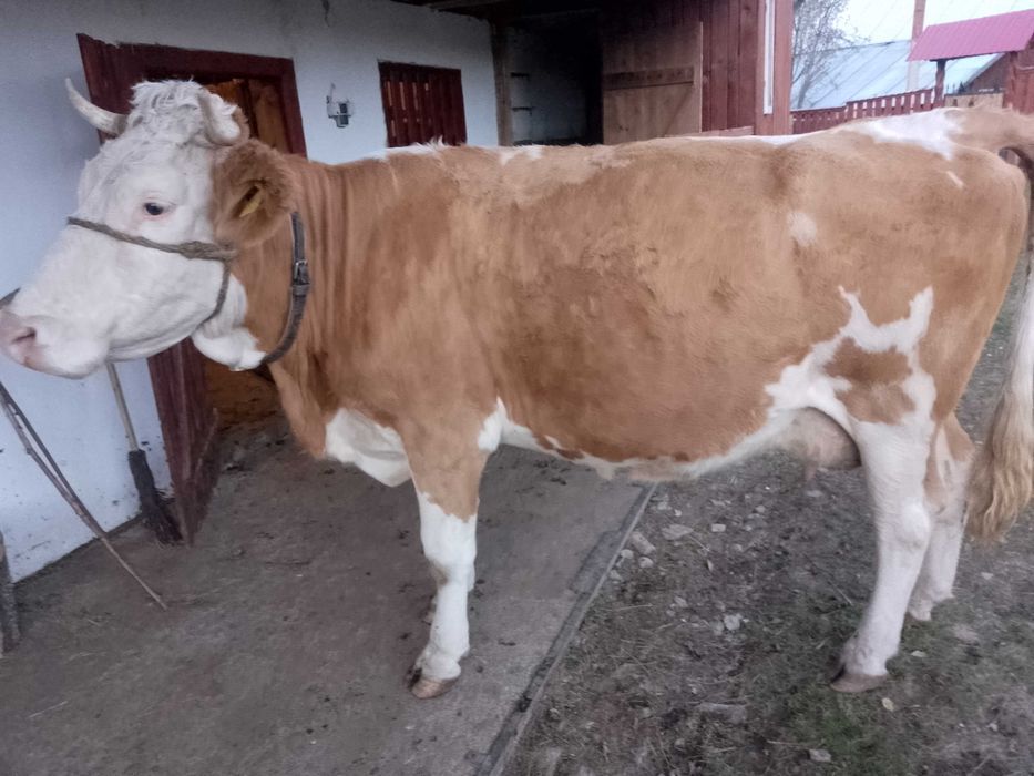 Vaca bălțată de vânzare Arieseni • OLX.ro