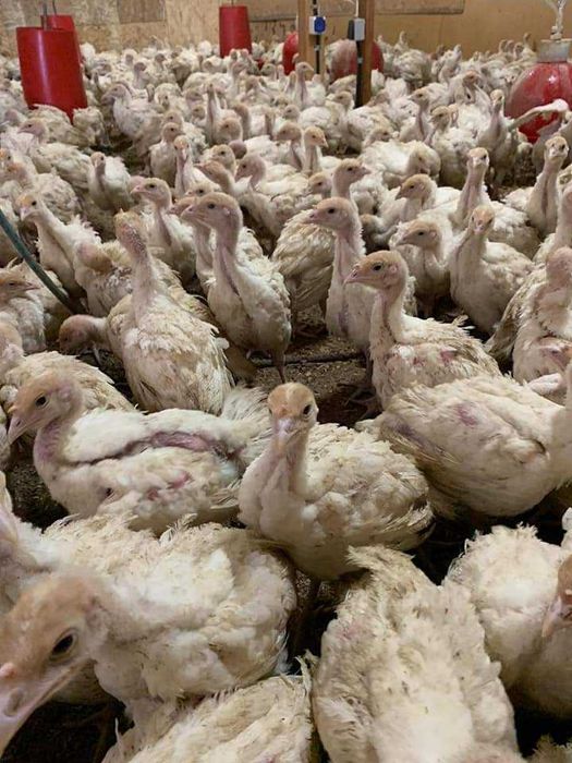 Ferma pui.rațe.gaini.curci Vacareni • OLX.ro