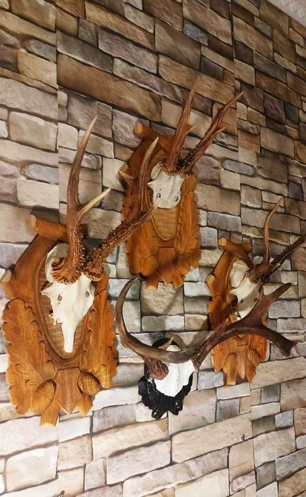 Set de patru panoplii cu trofee de caprior si cerb american _ 63 Brasov ...