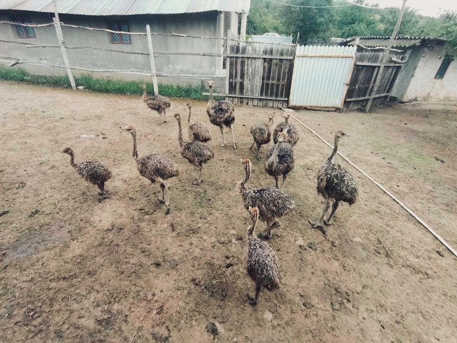 Struti plata cash,cereale, lemne de foc Gherghesti • OLX.ro