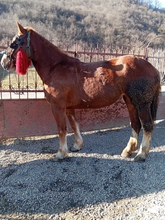 O minza buna frumoasa Blaj • OLX.ro