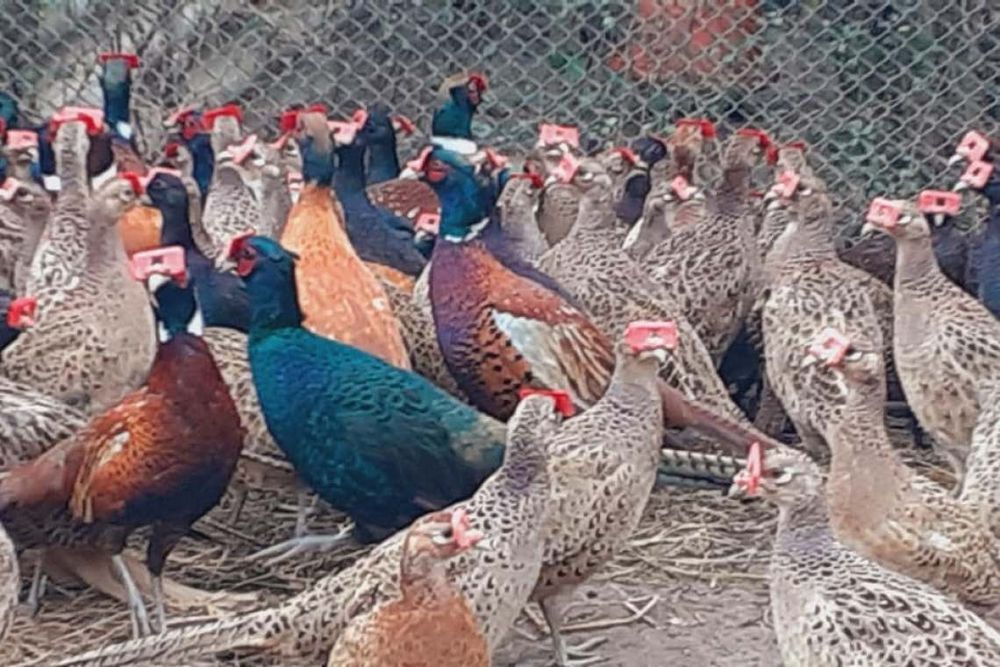 Vând fazani comuni si exotici diferite culori Și pui de fazan Satu Mare ...