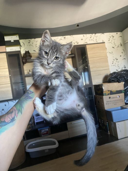 Pisoi tigrat cu ochii verzi pentru Adoptie Bucuresti Sectorul 2 • OLX.ro