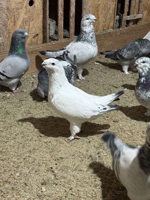 Porumbei standard 2025 Bals • OLX.ro