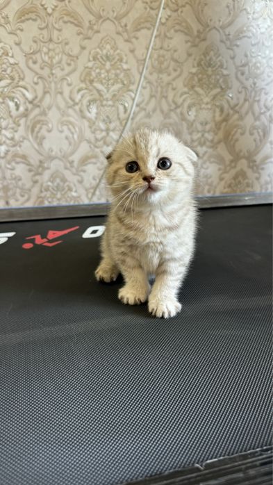 Shinshila zotli toza mushuk: 250 у.е. - Кошки Самарканд на Olx