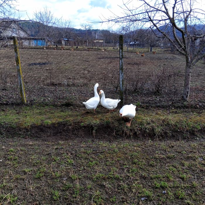 Gâște de vanzare, două femele și un mascul 450 lei. Poiana Blenchii • OLX.ro