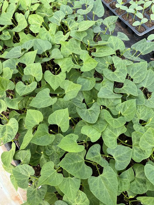 Rasad ardei, rosii, vinete, castraveti, telina | rasaduri legume 2024 ...