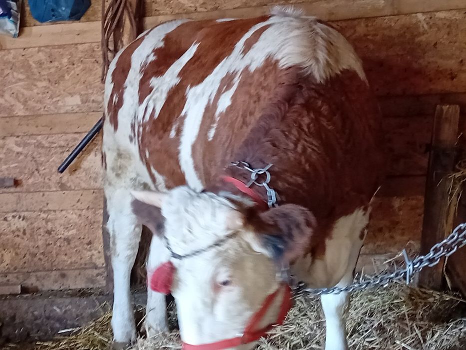 Vand vaca tanara de rasa Barlad • OLX.ro