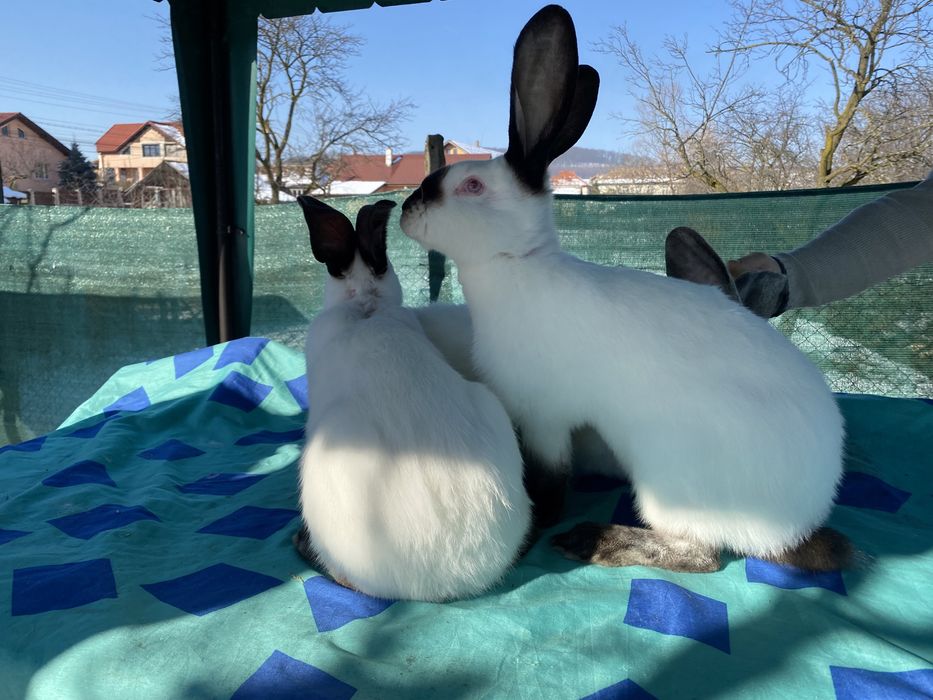 Vând iepuri Uriaș de Transilvania Zalau • OLX.ro