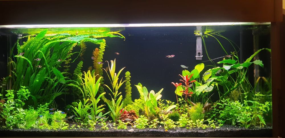 De vanzare acvariu 478 litri complet echipat fara pesti Brasov • OLX.ro