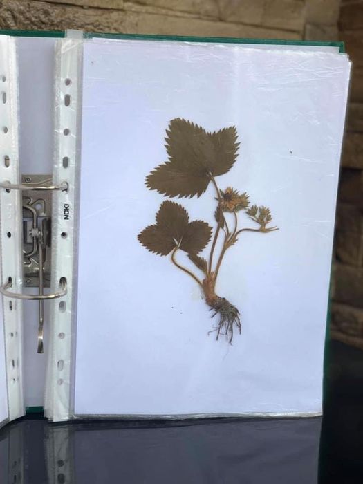 Ierbar plante medicinale Bucuresti Sectorul 6 • OLX.ro