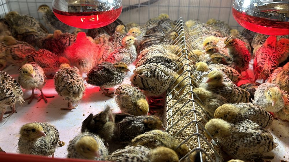 Oua Prepelite pui Custi capcane maternitati Pitesti • OLX.ro