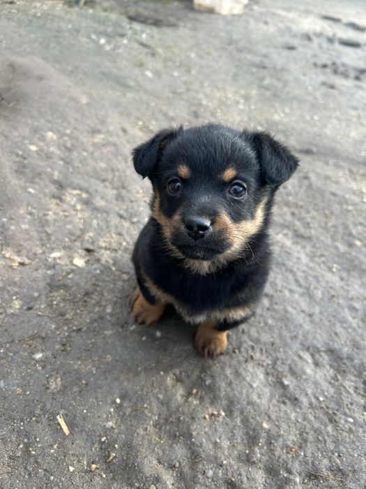 Dau gratuit catelusi Berceni • OLX.ro